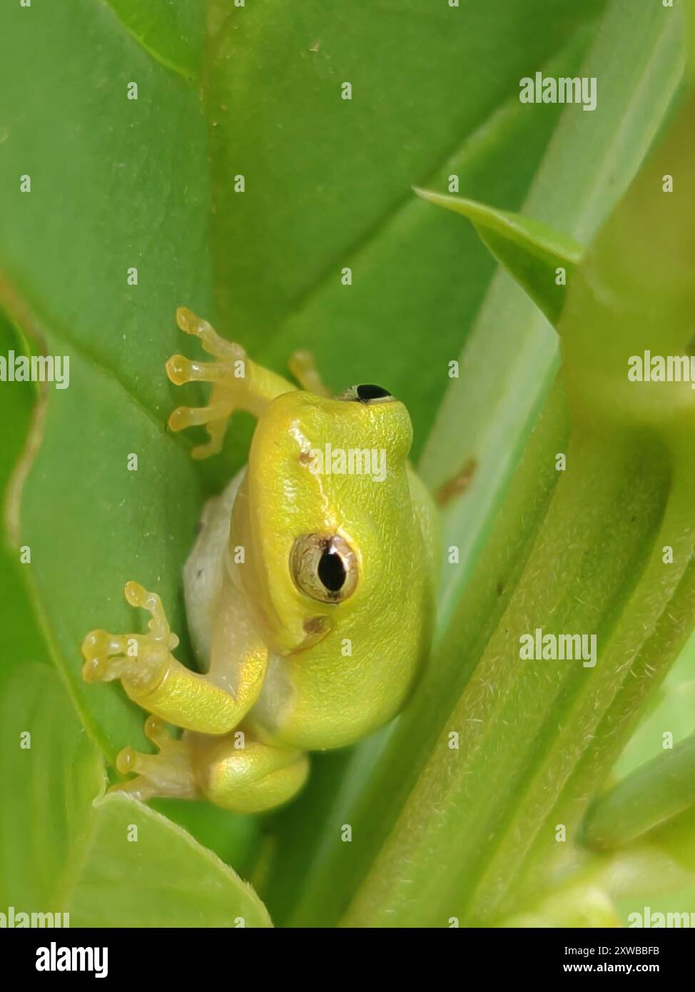 Squirrel Treefrog (Hyla squirella) Amphibia Stock Photo - Alamy