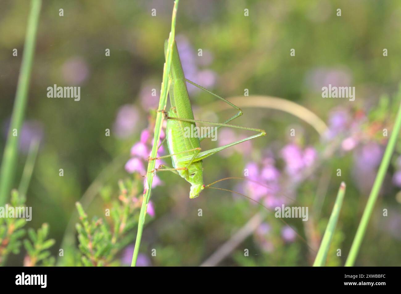 Sickle-bearing Bush-cricket (Phaneroptera falcata) Insecta Stock Photo ...