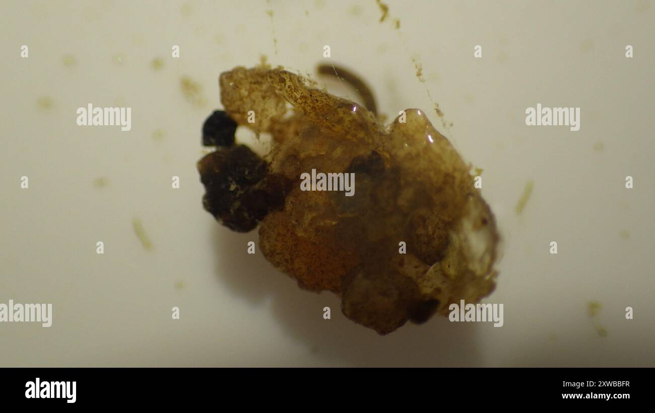 Little Black Caddisflies (Glossosomatidae) Insecta Stock Photo - Alamy