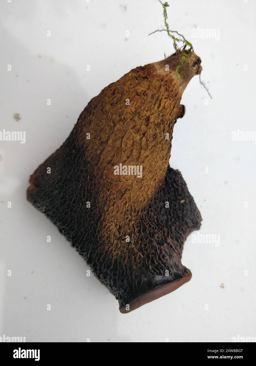 ash-tree bolete (Boletinellus merulioides) Fungi Stock Photo - Alamy