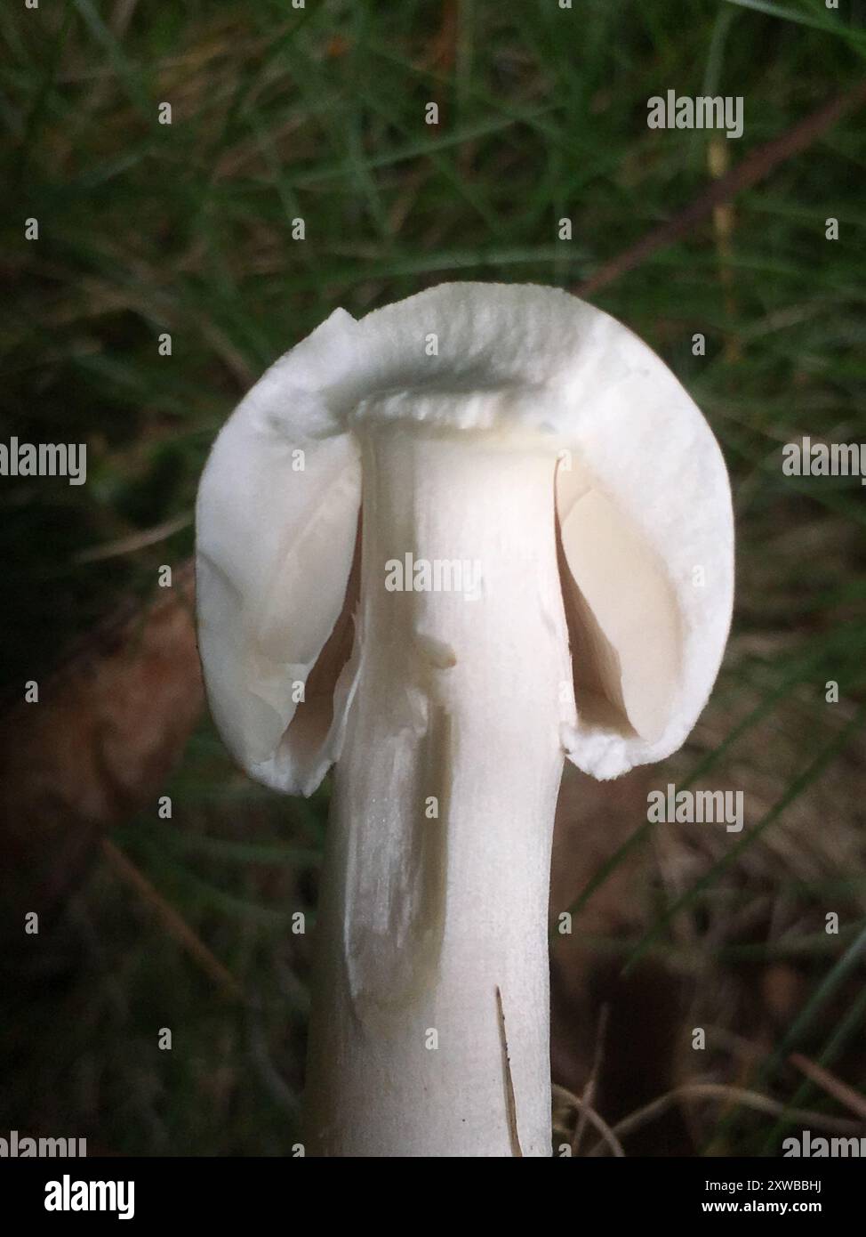 White Dapperling (Leucoagaricus leucothites) Fungi Stock Photo - Alamy