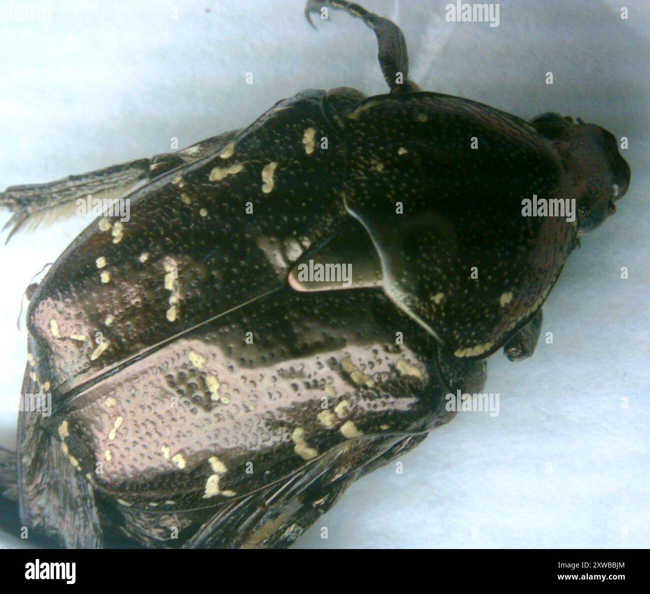 (Protaetia orientalis sakaii) Insecta Stock Photo - Alamy