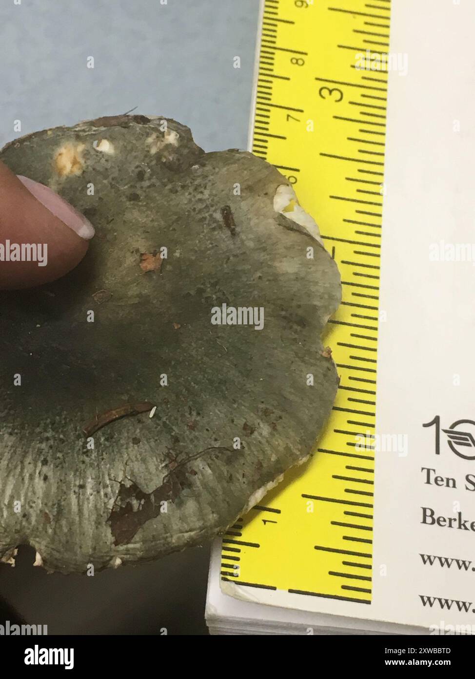 Blue-green Cracking Russula (Russula parvovirescens) Fungi Stock Photo ...