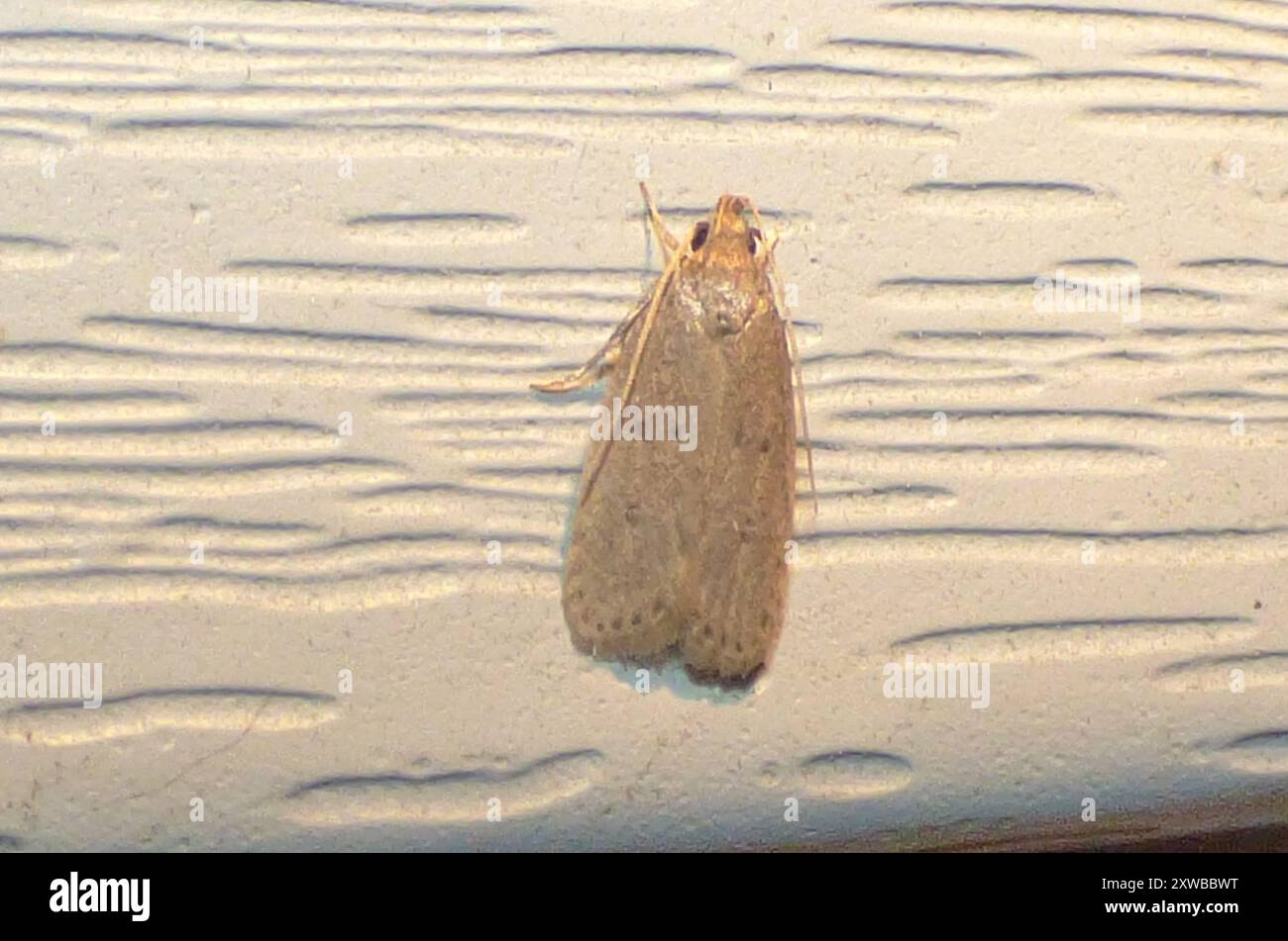 Kyoto Moth (Autosticha kyotensis) Insecta Stock Photo - Alamy