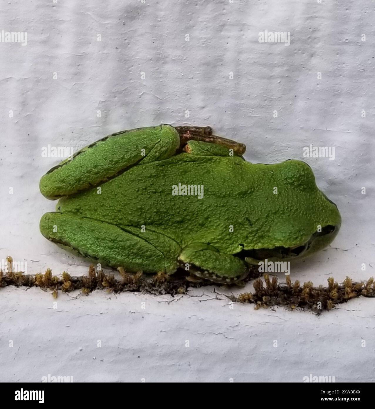 Pacific chorus frog (Pseudacris regilla) Amphibia Stock Photo - Alamy