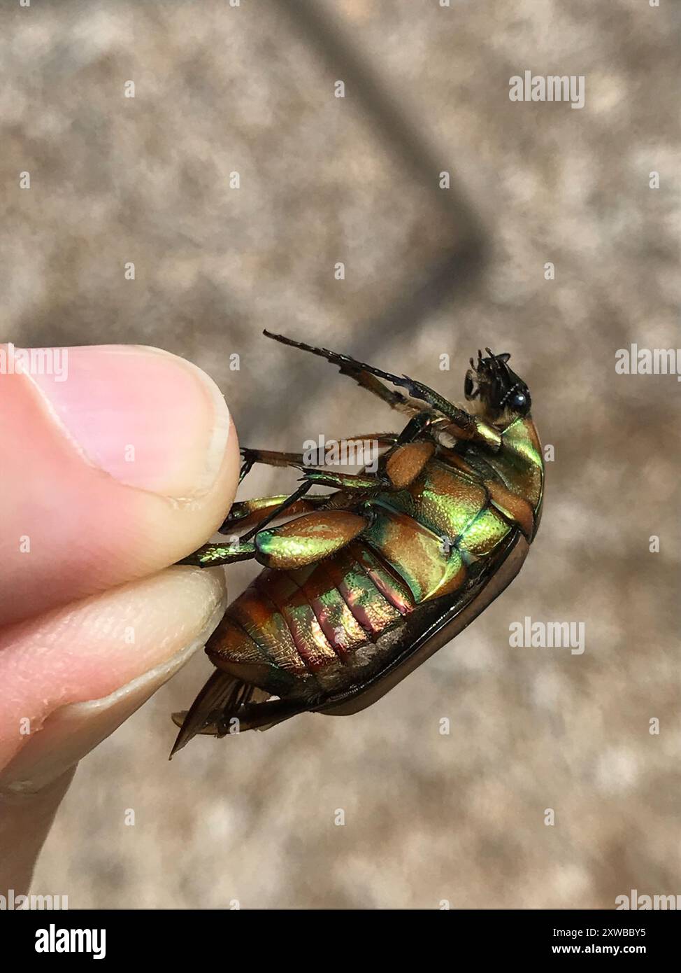 Common Green June Beetle (Cotinis nitida) Insecta Stock Photo - Alamy