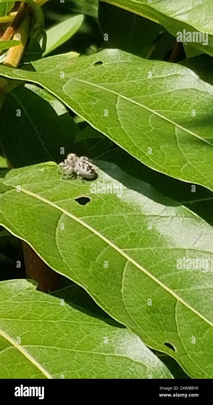 canopy jumping spider (Phidippus otiosus) Arachnida Stock Photo - Alamy