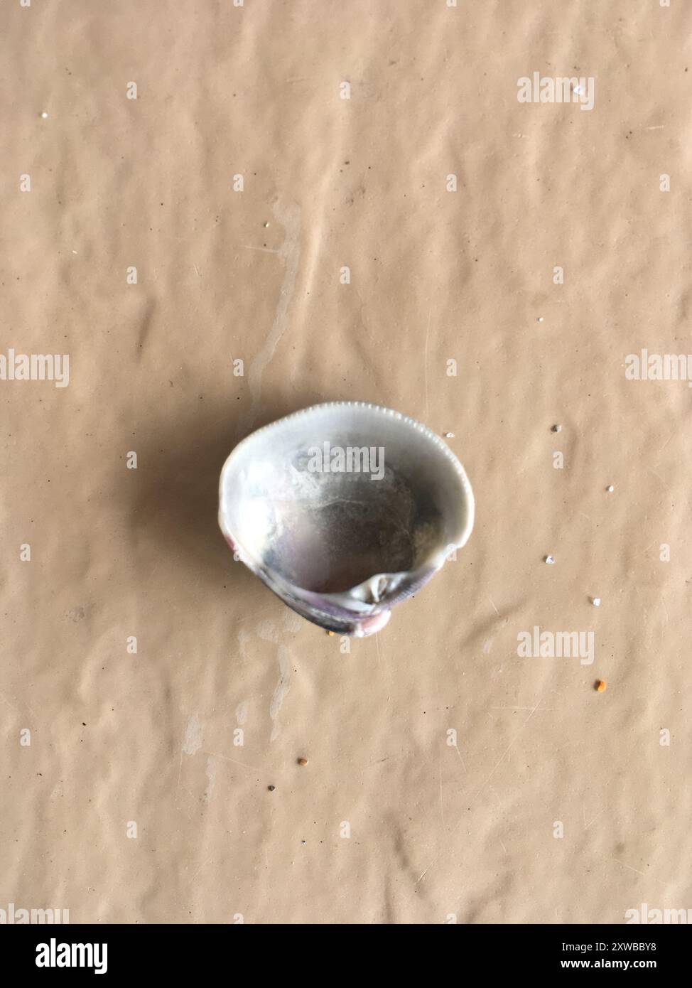 Lady-in-waiting Venus (Chionopsis intapurpurea) Mollusca Stock Photo ...