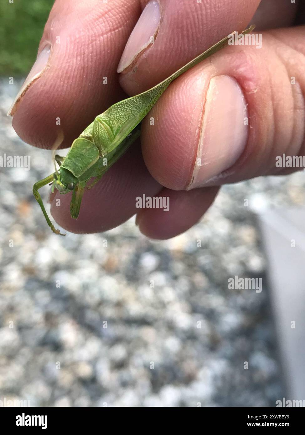 Broad-winged Bush Katydid (Scudderia pistillata) Insecta Stock Photo ...