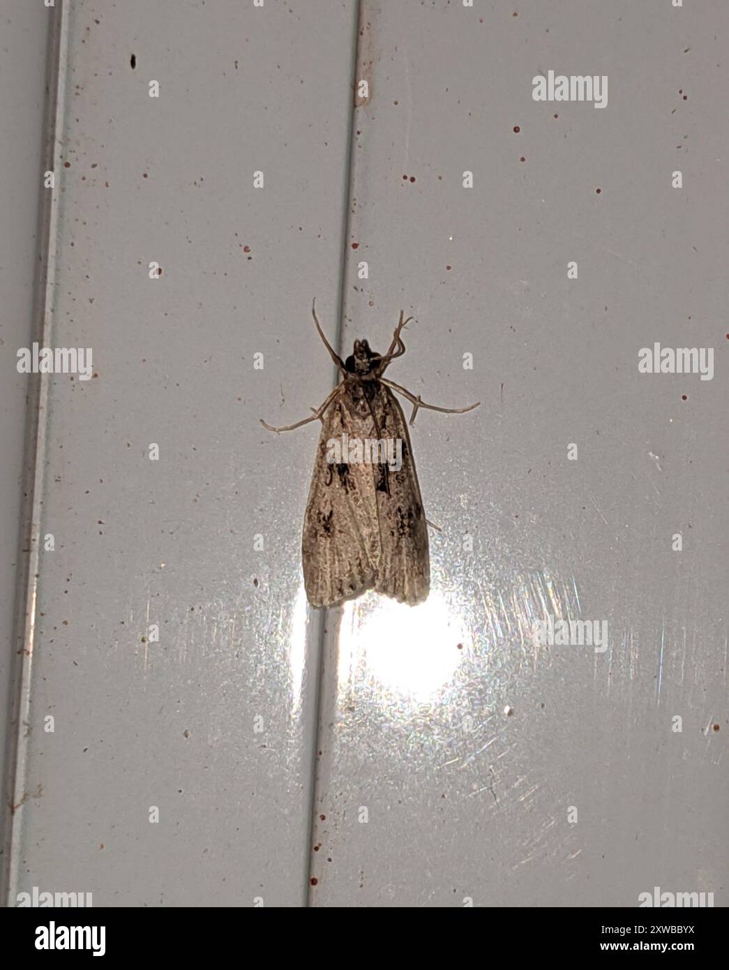 Double-striped Scoparia Moth (Scoparia biplagialis) Insecta Stock Photo ...