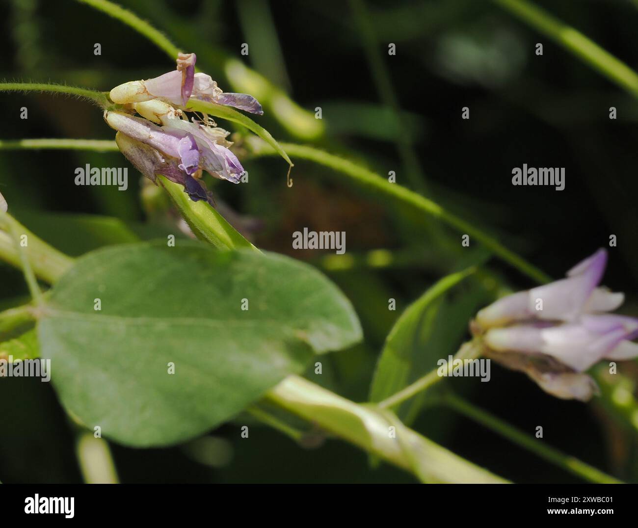 American hog-peanut (Amphicarpaea bracteata) Plantae Stock Photo - Alamy