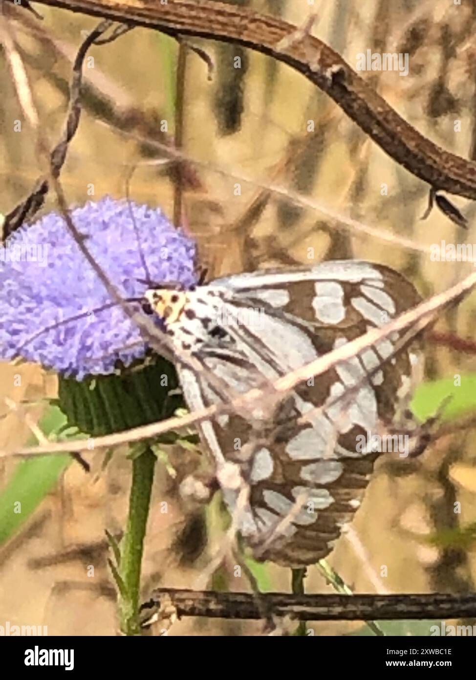 Marbled White Moth (Nyctemera adversata) Insecta Stock Photo - Alamy