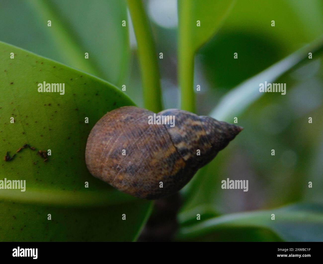 Mangrove Periwinkle (Littoraria angulifera) Mollusca Stock Photo - Alamy