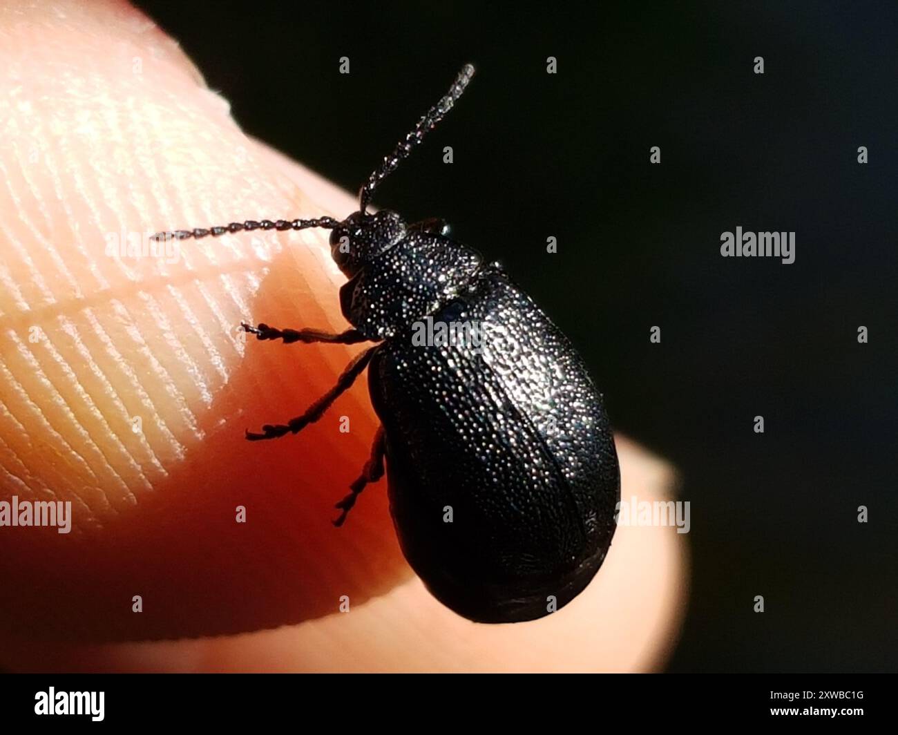 black-punctured leaf beetle (Galeruca tanaceti) Insecta Stock Photo - Alamy