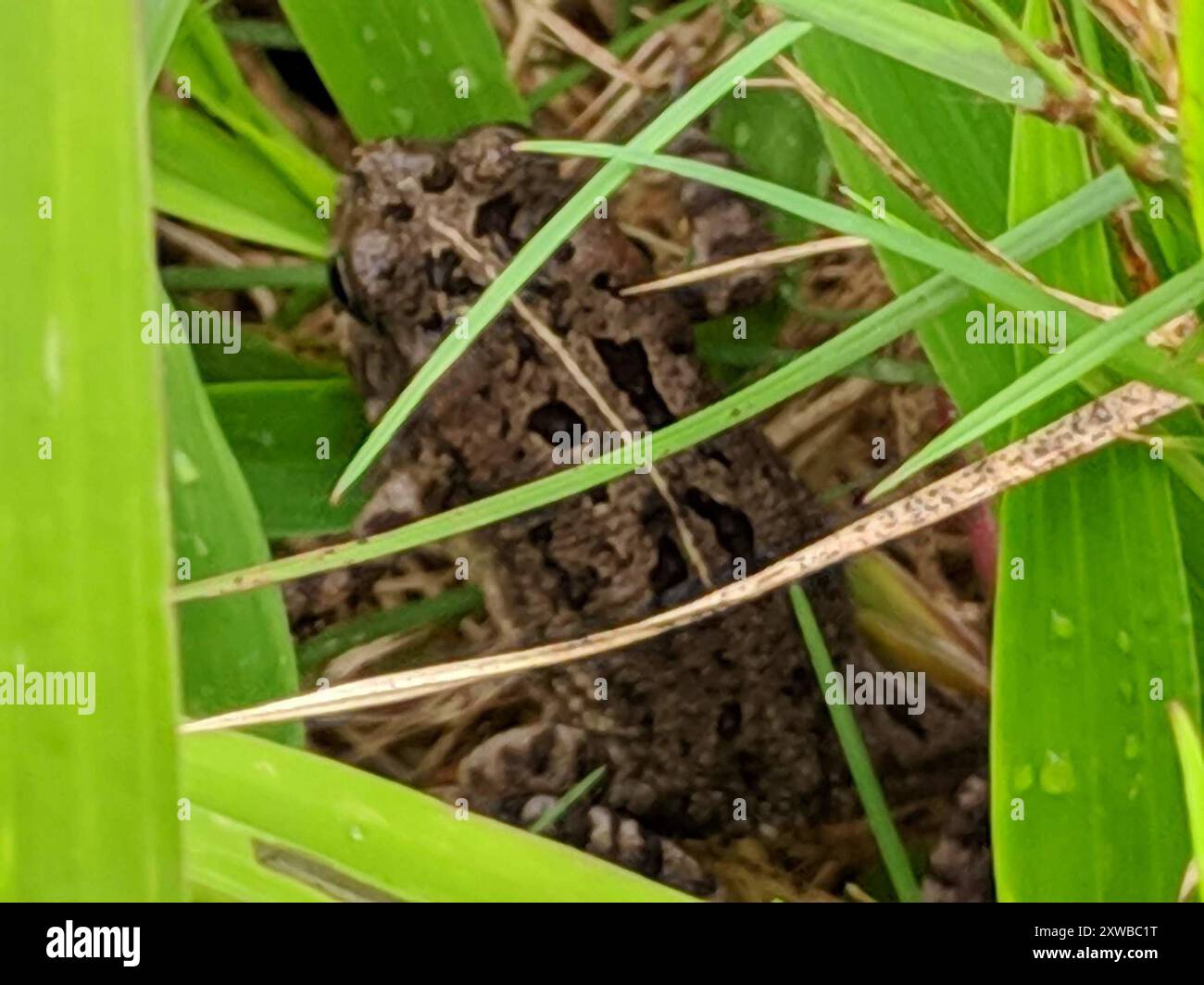 Guttural Toad (Sclerophrys gutturalis) Amphibia Stock Photo - Alamy