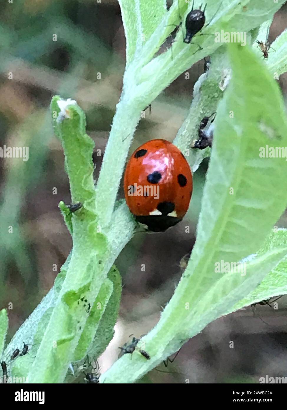 Seven-spotted Lady Beetle (Coccinella septempunctata) Insecta Stock ...