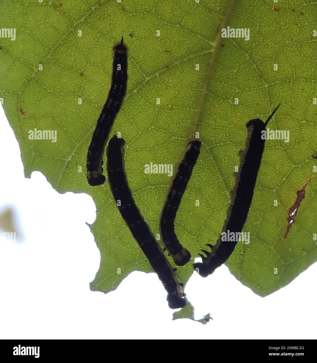 Catalpa Sphinx (Ceratomia catalpae) Insecta Stock Photo - Alamy