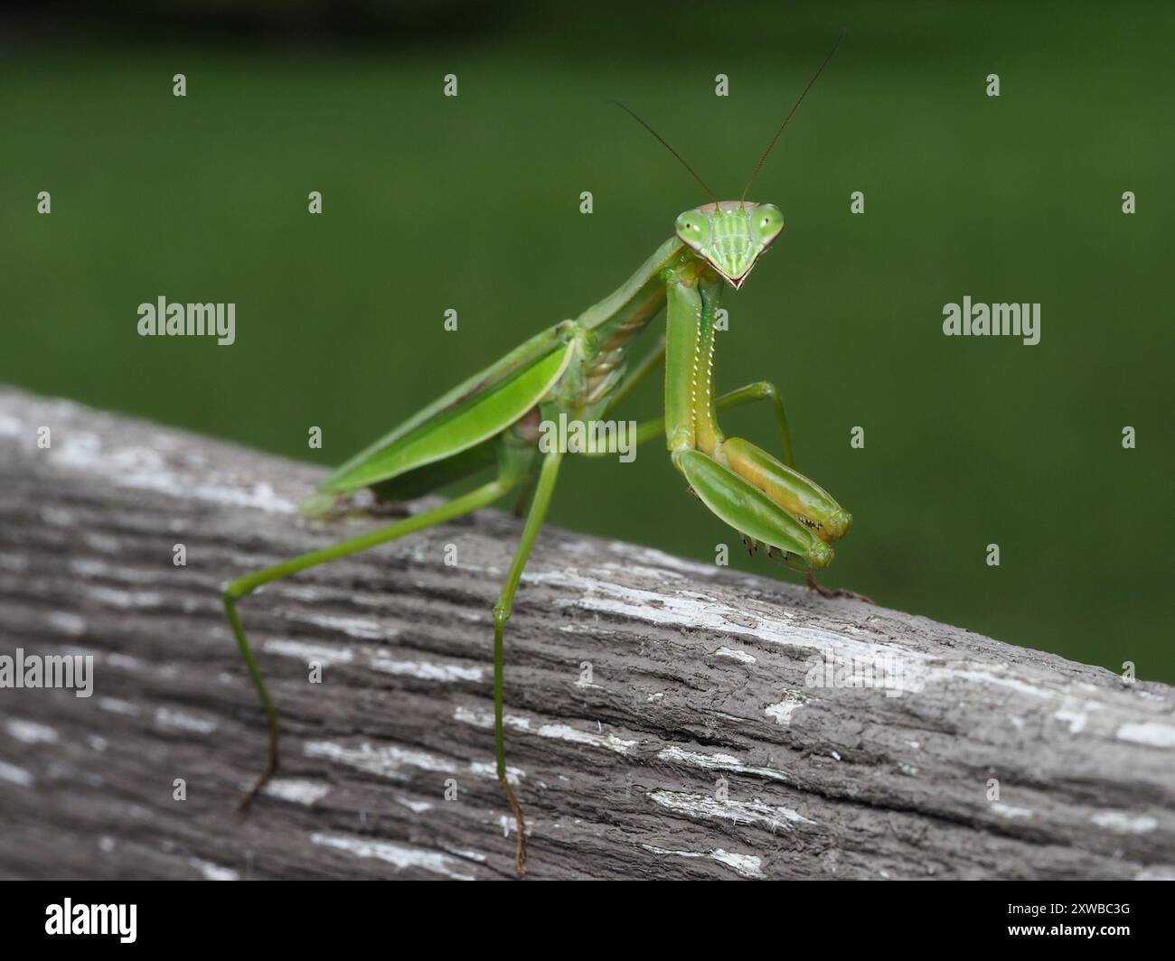 Chinese Mantis (Tenodera sinensis) Insecta Stock Photo - Alamy
