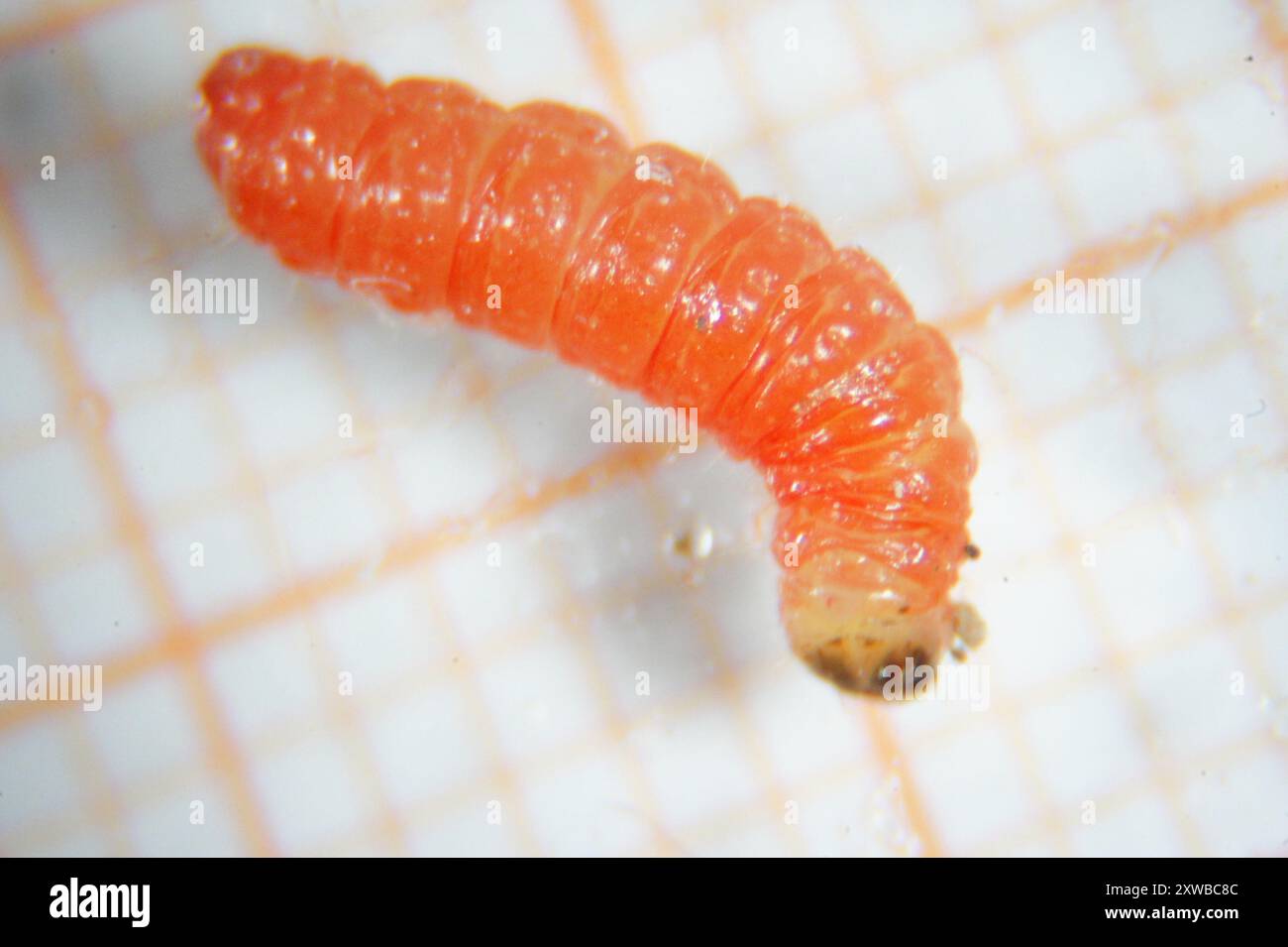 Plum Fruit Moth (Aspila funebrana) Insecta Stock Photo - Alamy