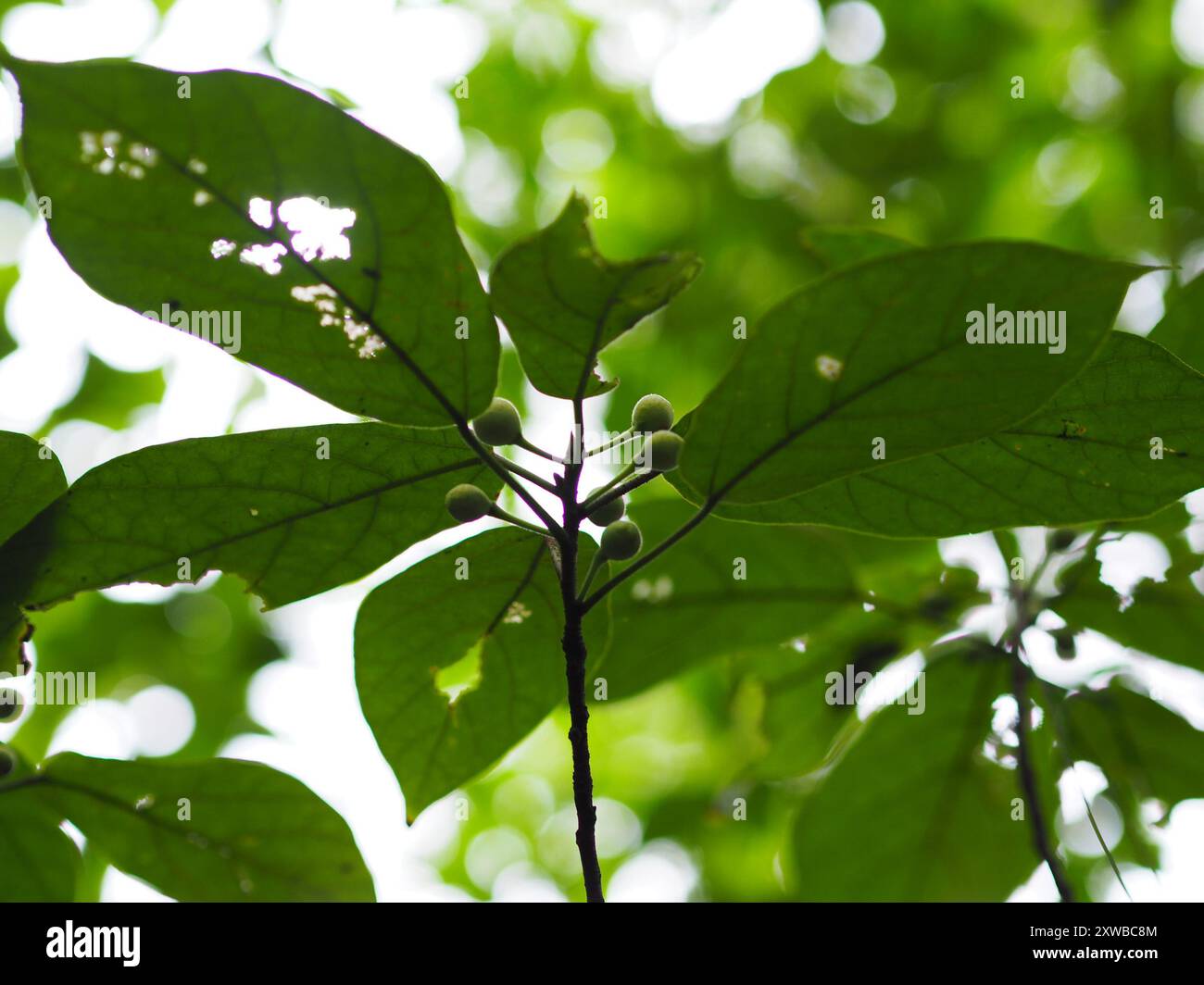 Fairy Fig (Ficus erecta) Plantae Stock Photo - Alamy