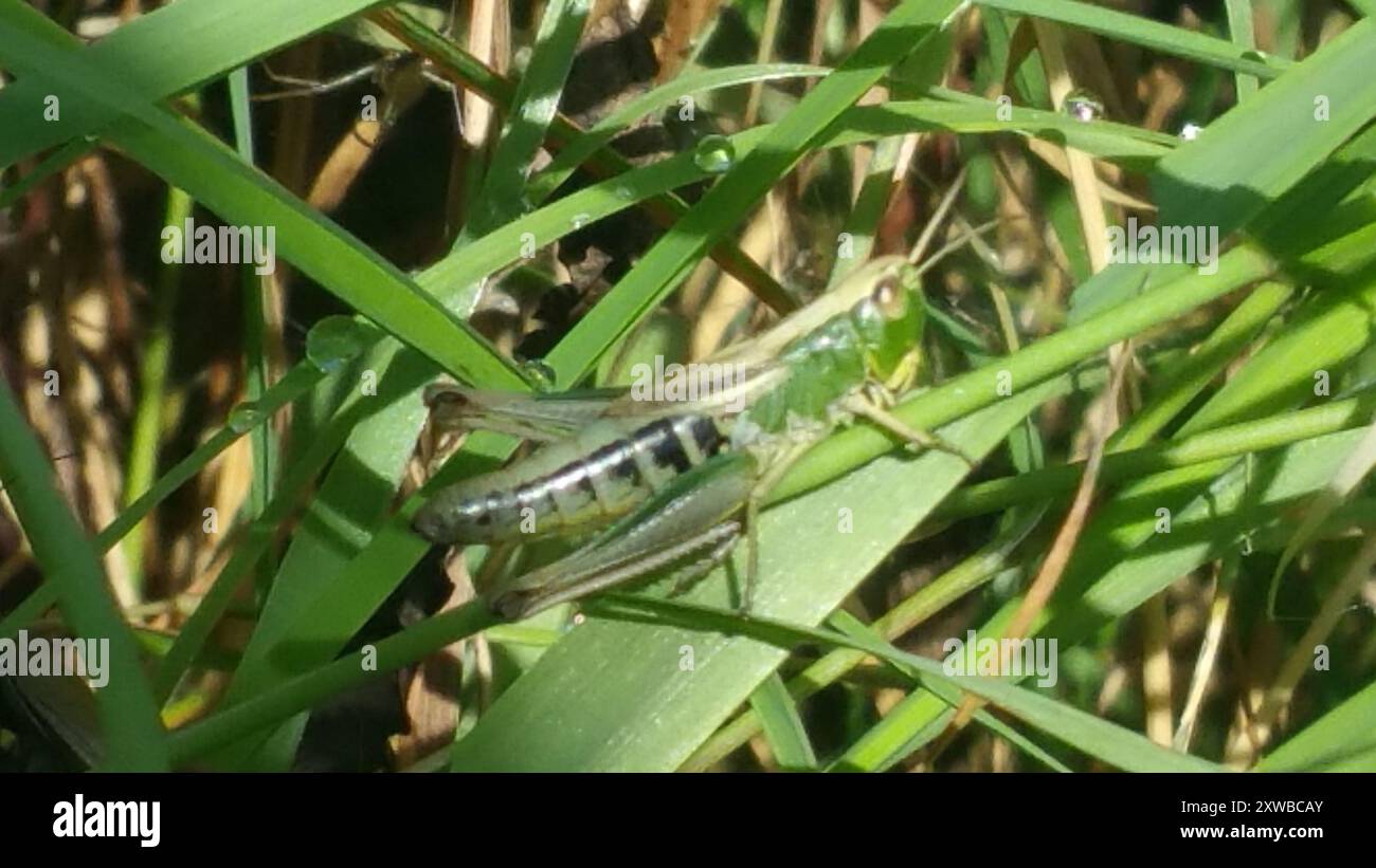 Meadow Grasshopper (Pseudochorthippus parallelus) Insecta Stock Photo ...