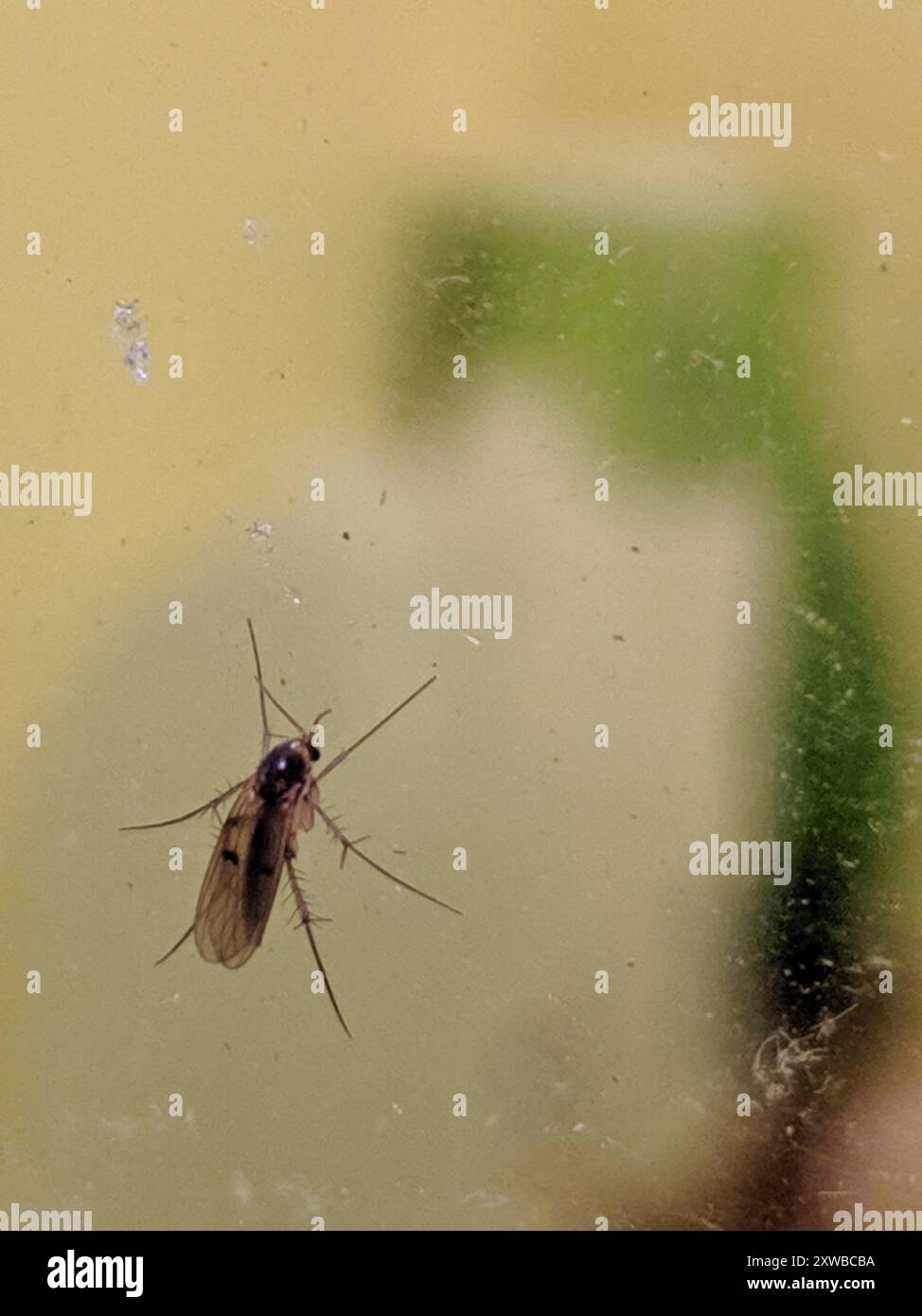 Fungus Gnats and Gall Midges (Sciaroidea) Insecta Stock Photo - Alamy