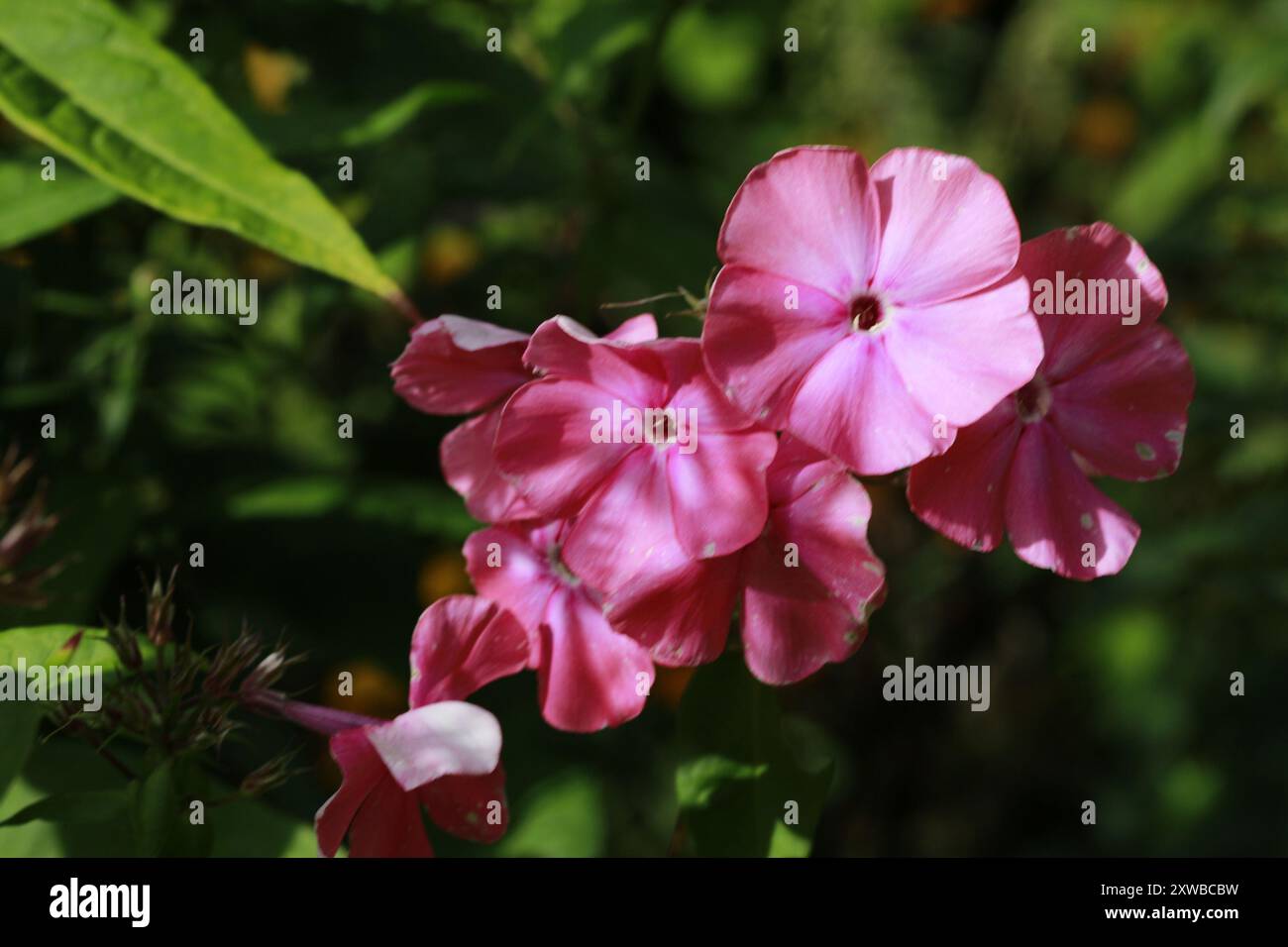 fall phlox (Phlox paniculata) Plantae Stock Photo - Alamy