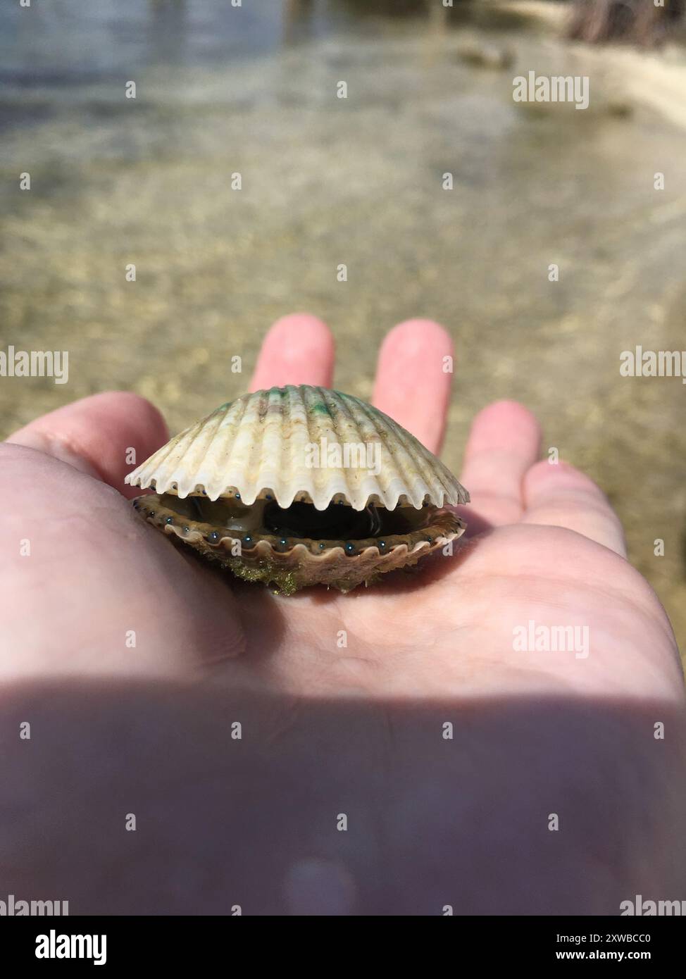 Atlantic Bay Scallop (Argopecten irradians) Mollusca Stock Photo - Alamy