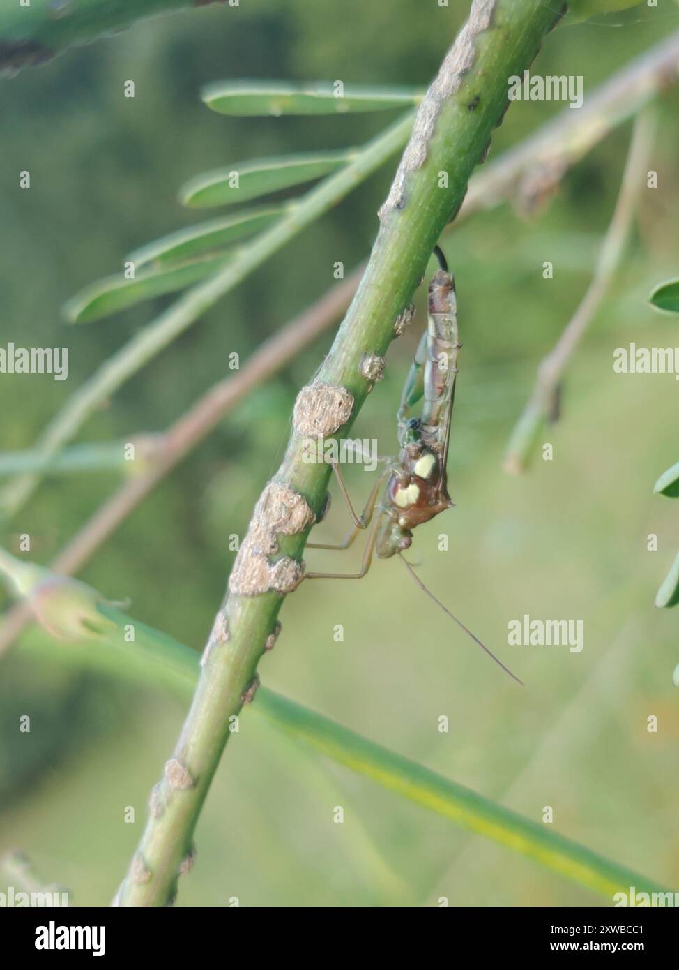 Texas Bow-legged Bug (Hyalymenus tarsatus) Insecta Stock Photo - Alamy