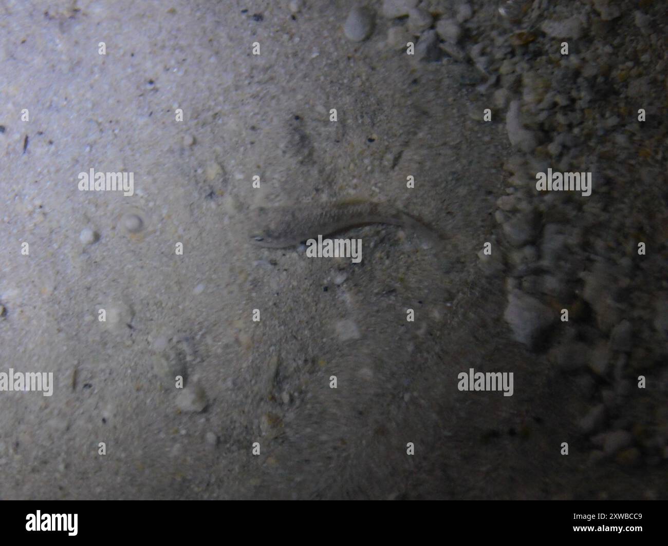 Cyprinodon variegatus hi-res stock photography and images - Alamy