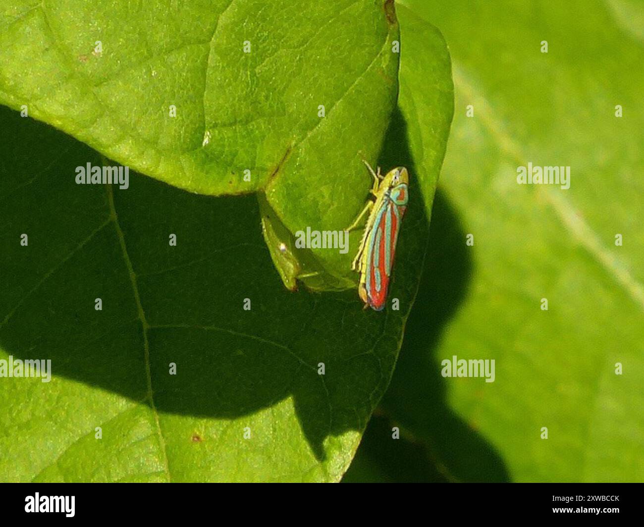 Red-banded Leafhopper (Graphocephala coccinea) Insecta Stock Photo - Alamy