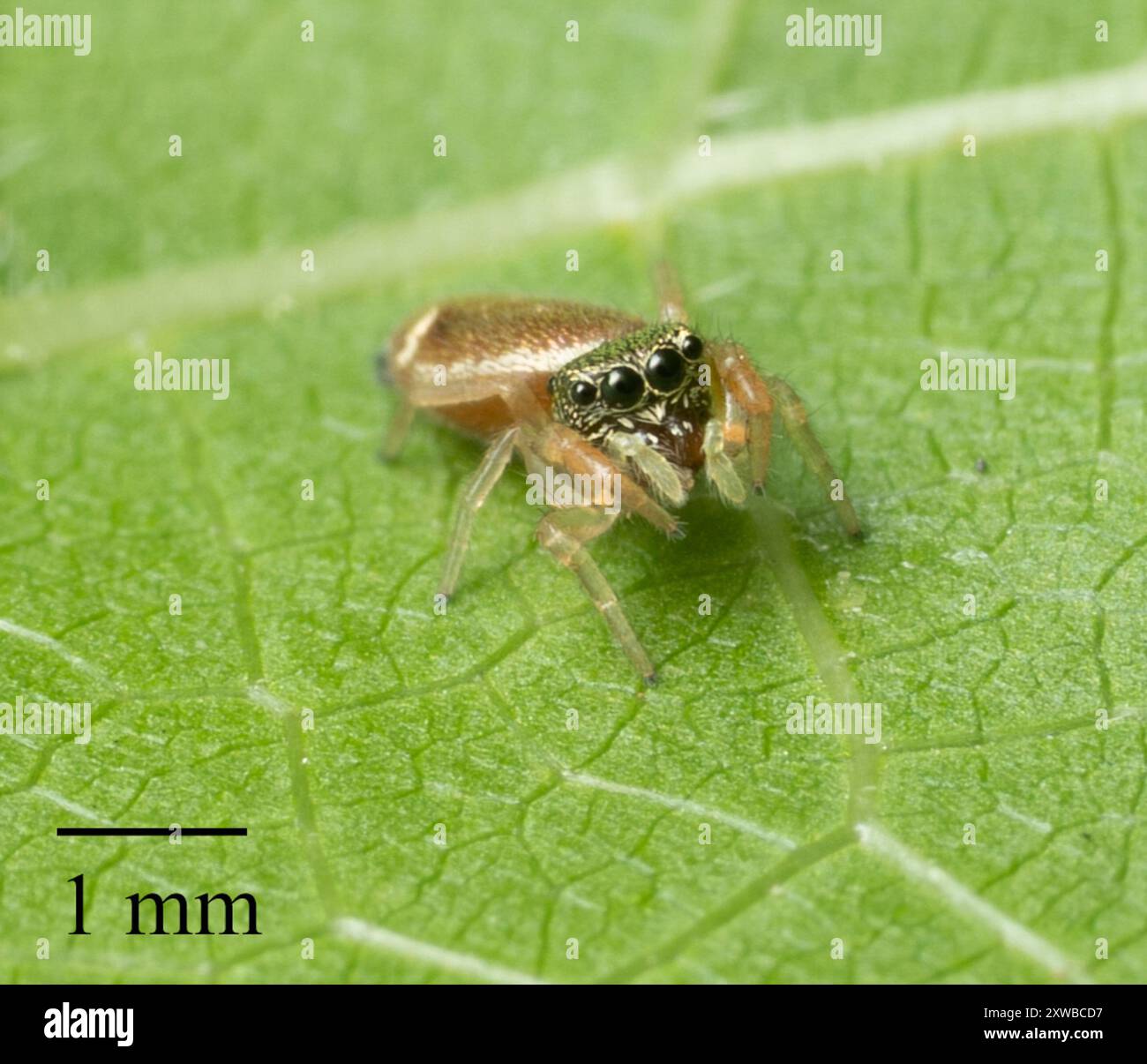 The sassacus hi-res stock photography and images - Alamy