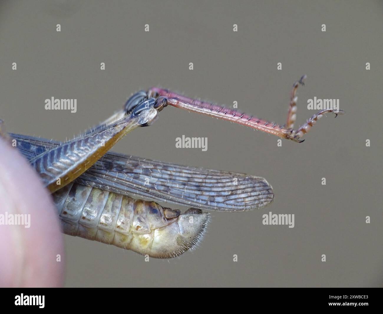 Migratory Grasshopper (Melanoplus sanguinipes) Insecta Stock Photo - Alamy