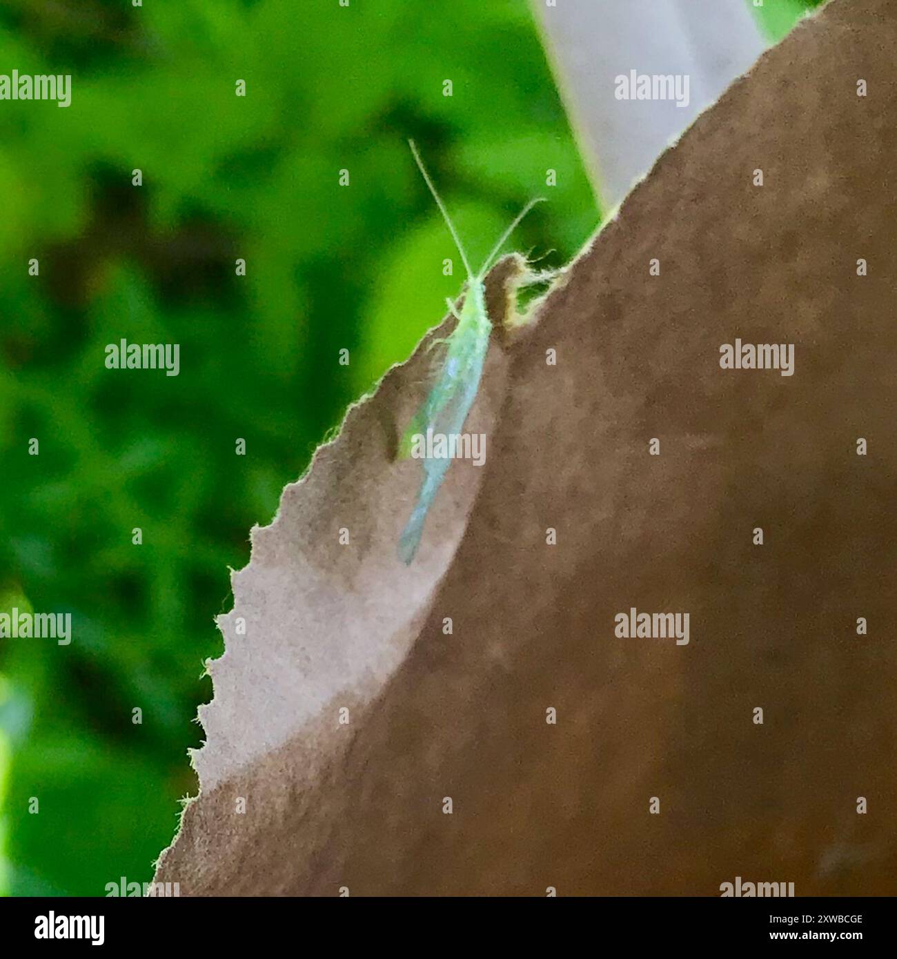 common green lacewings (Chrysoperla) Insecta Stock Photo - Alamy