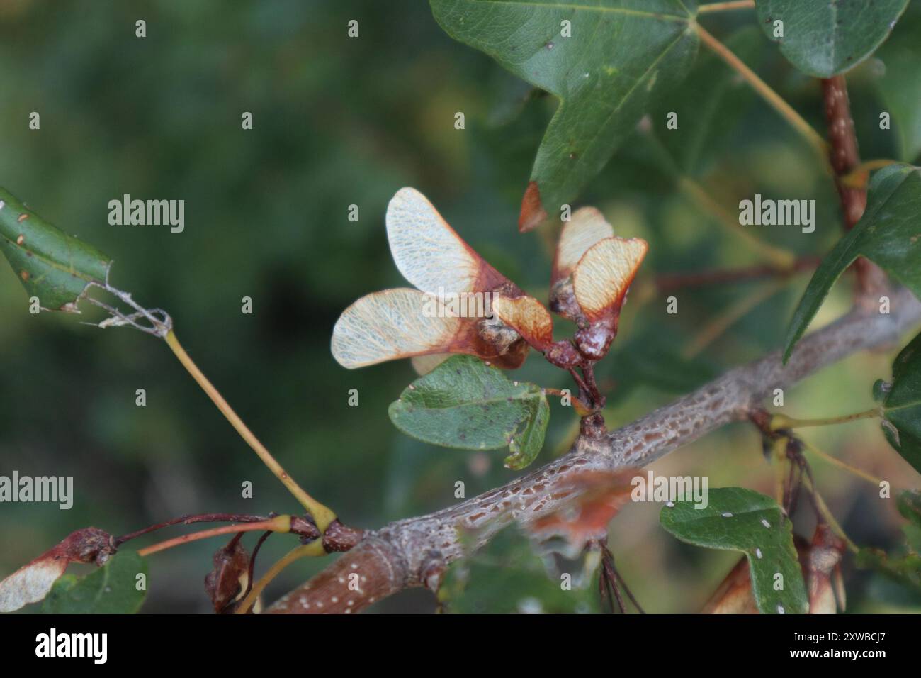 Montpellier Maple (Acer monspessulanum) Plantae Stock Photo - Alamy