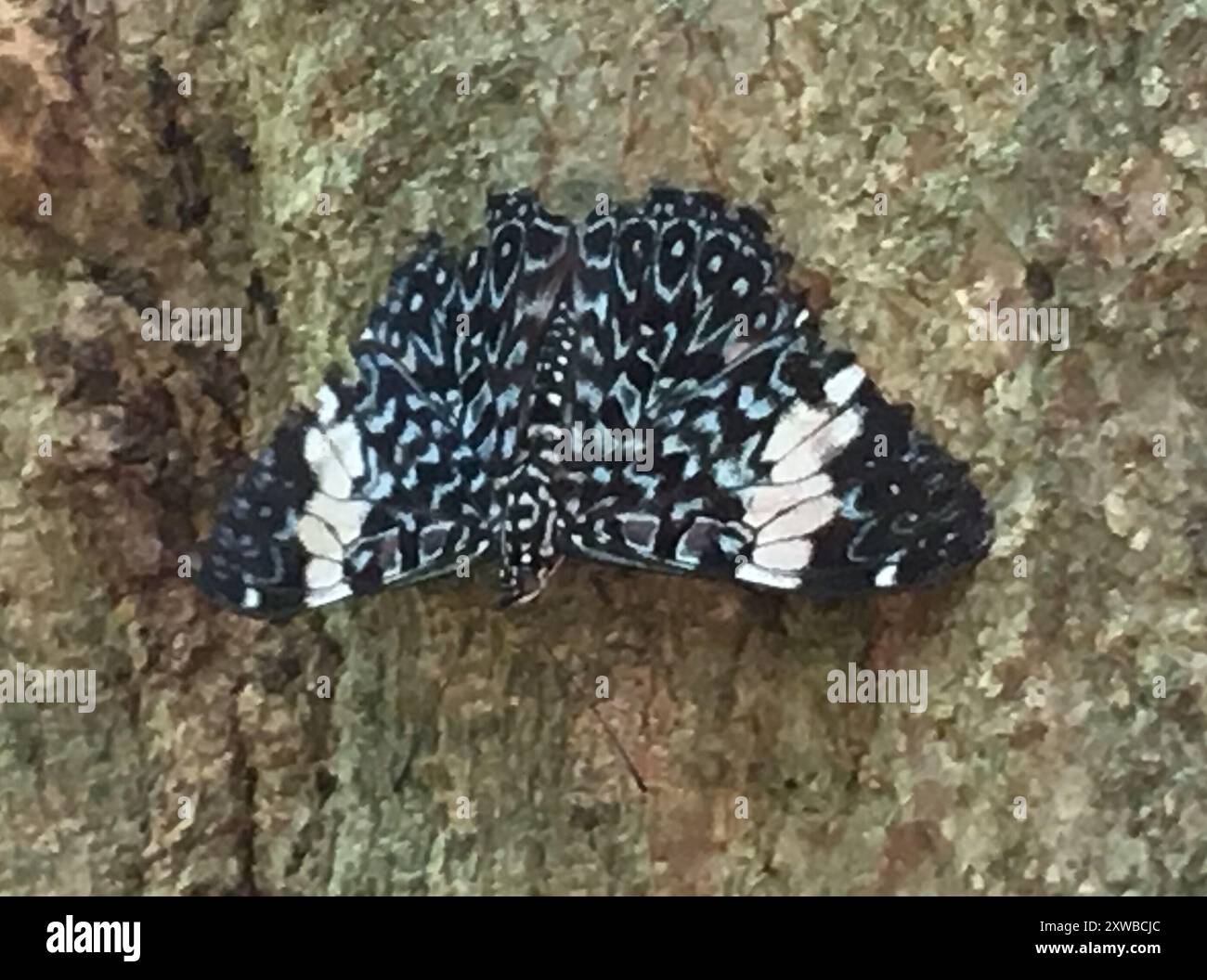 Red Cracker (Hamadryas amphinome) Insecta Stock Photo - Alamy