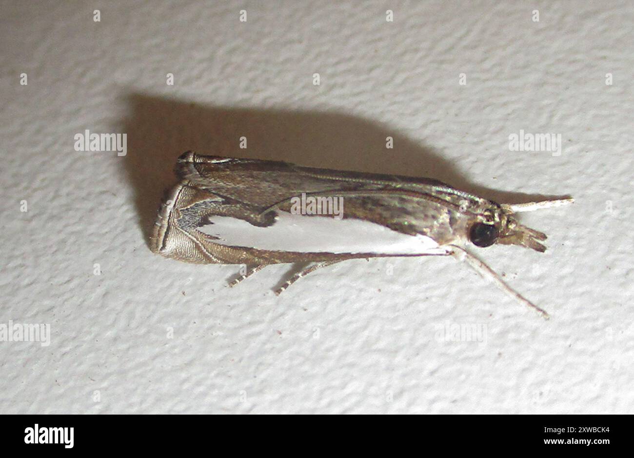 (Classeya quadricuspis) Insecta Stock Photo - Alamy