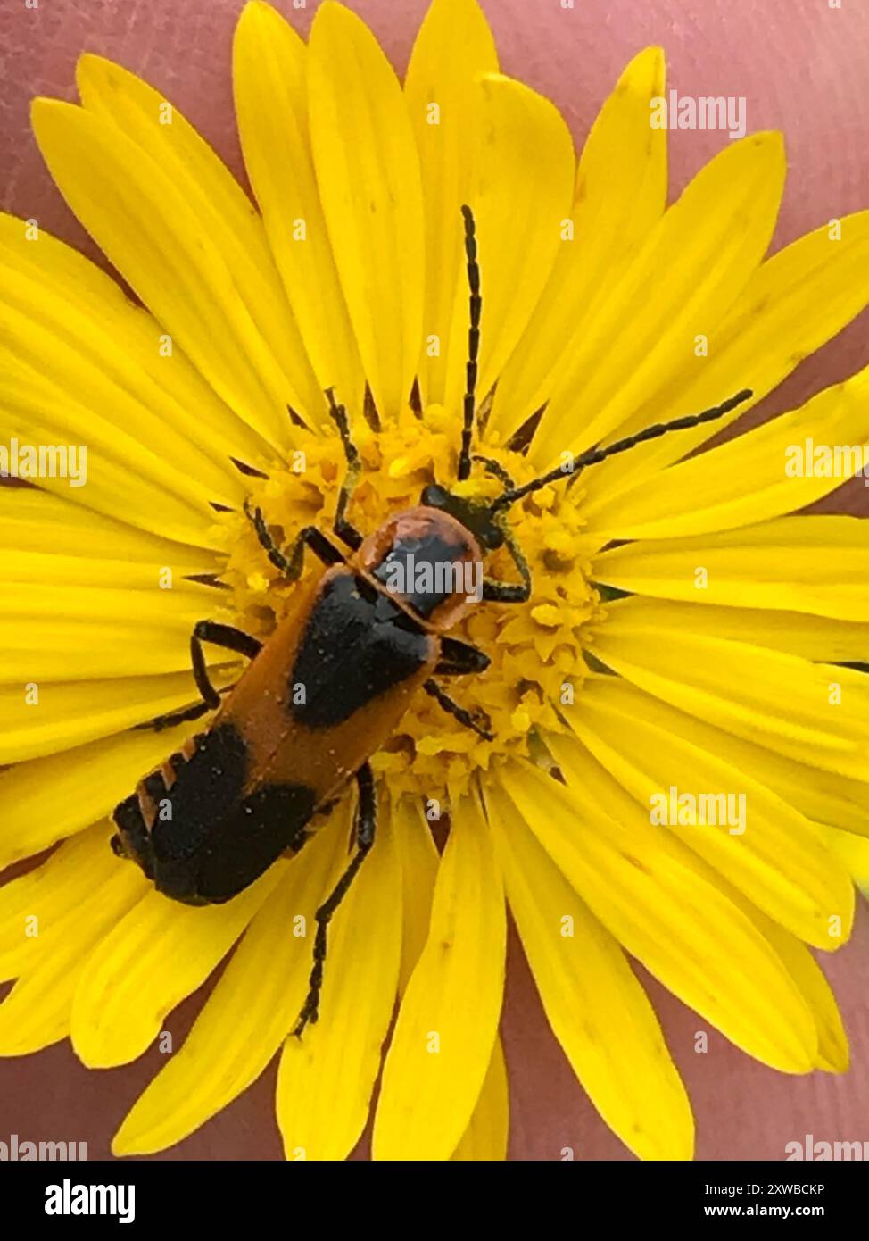 Colorado Soldier Beetle (Chauliognathus basalis) Insecta Stock Photo ...
