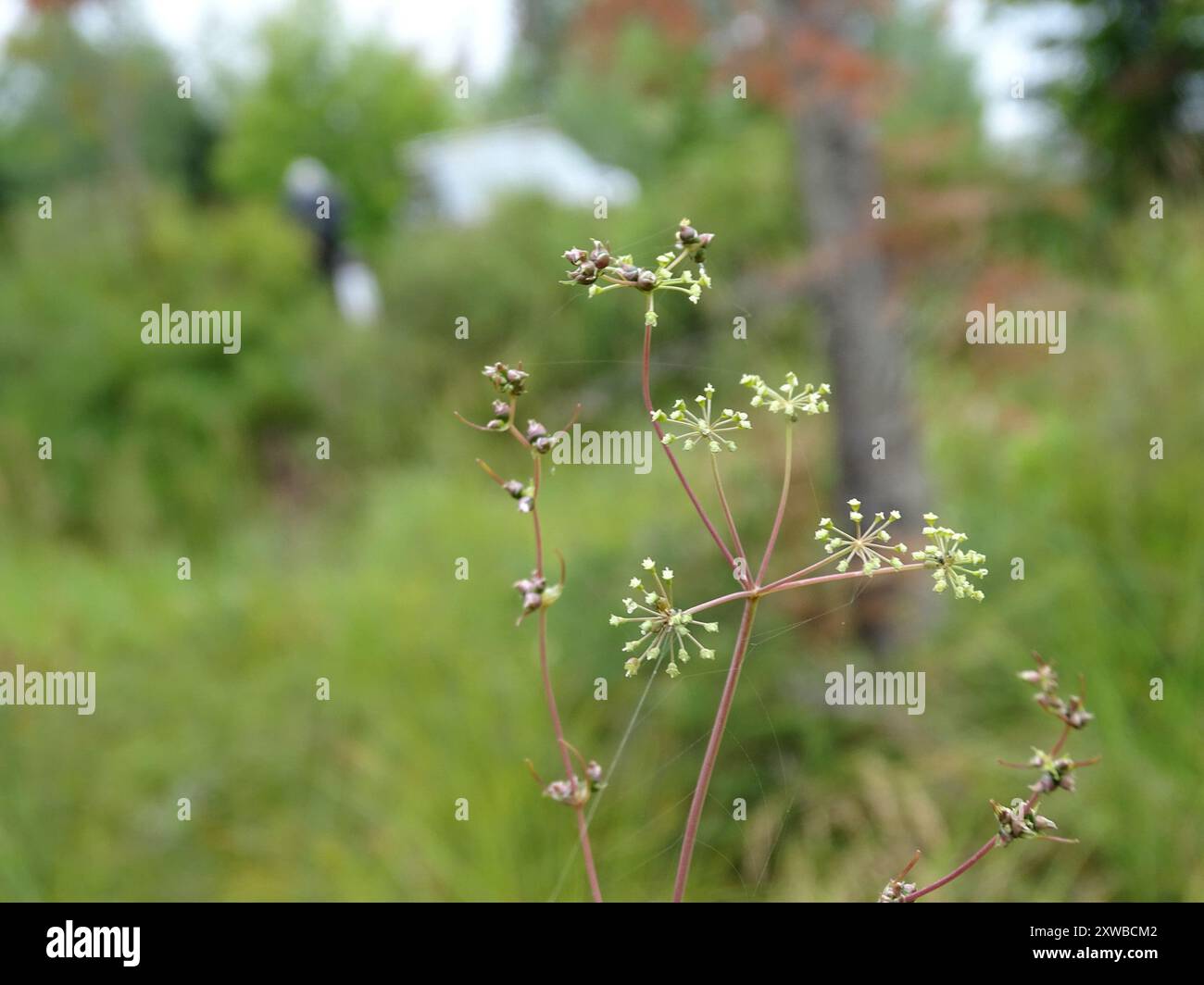 bulblet-bearing water hemlock (Cicuta bulbifera) Plantae Stock Photo ...