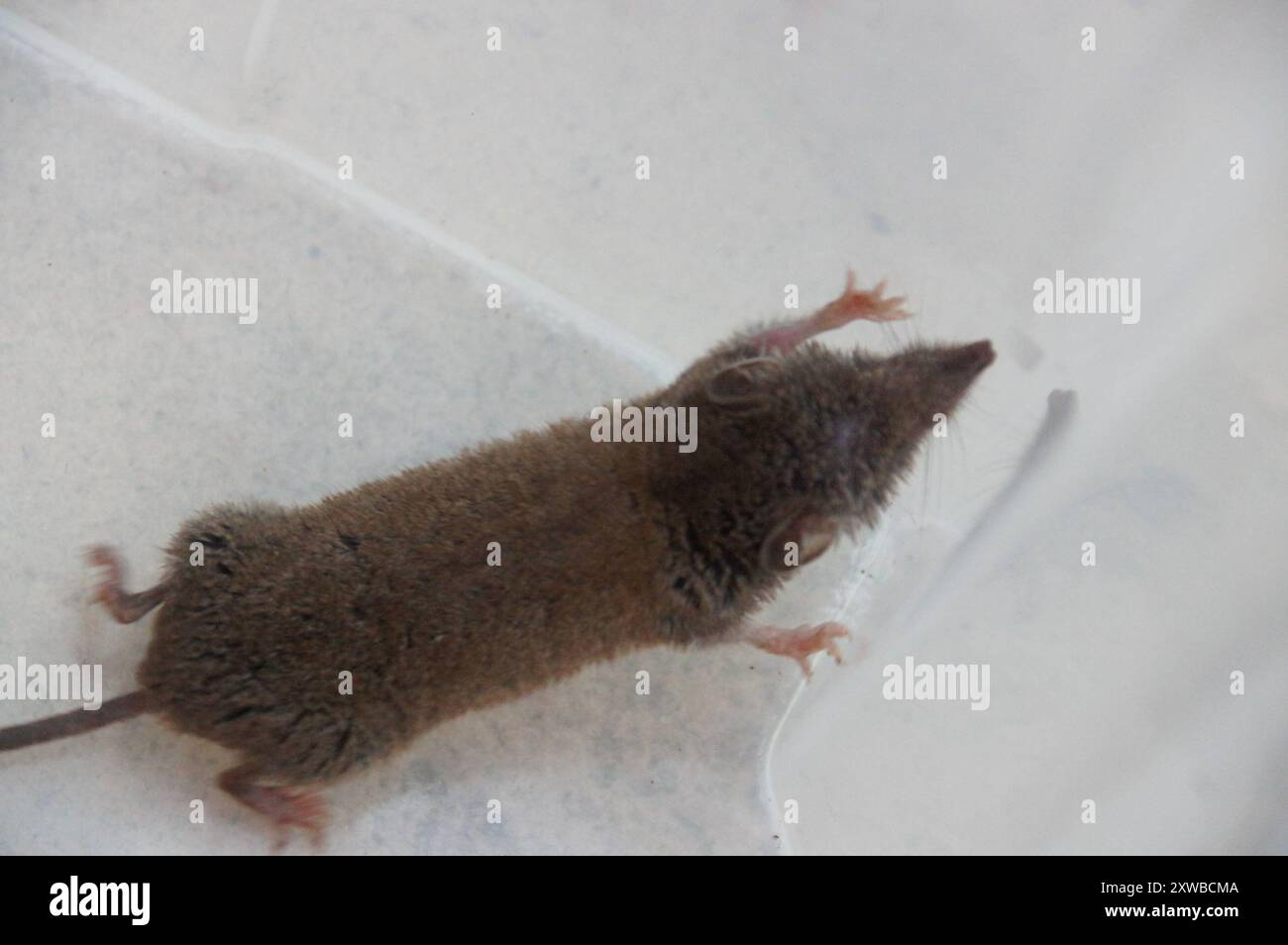 Musk Shrews (Crocidura) Mammalia Stock Photo - Alamy