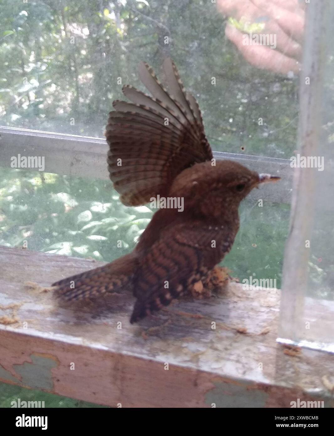 Winter Wren (Troglodytes hiemalis) Aves Stock Photo - Alamy