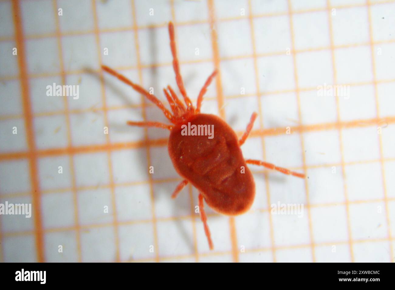 Sumo Mites (Allothrombium) Arachnida Stock Photo - Alamy