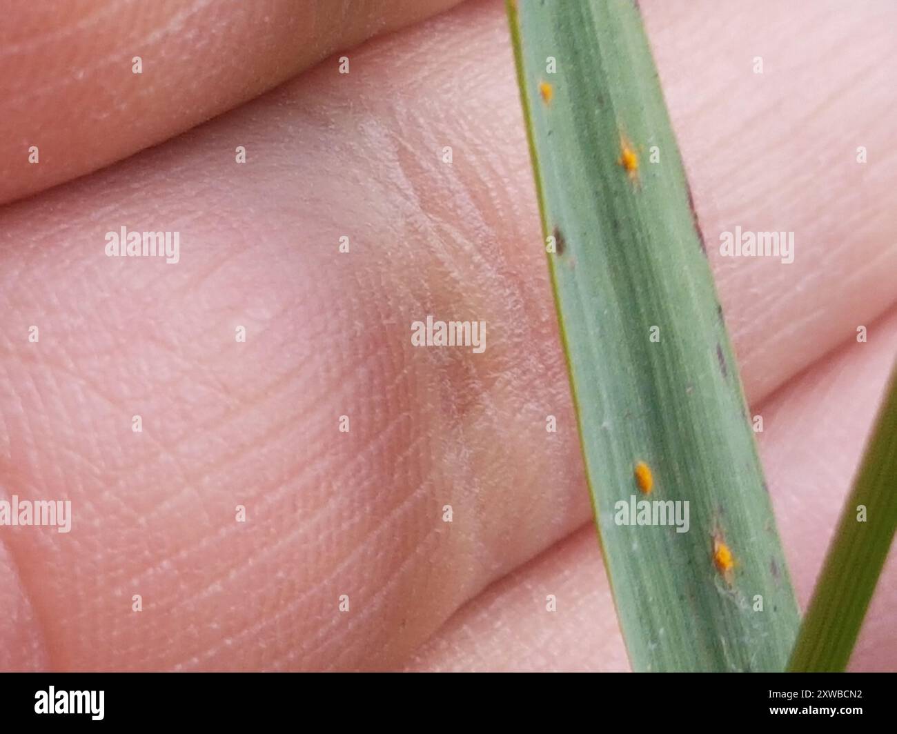 rust fungi (Pucciniales) Fungi Stock Photo - Alamy