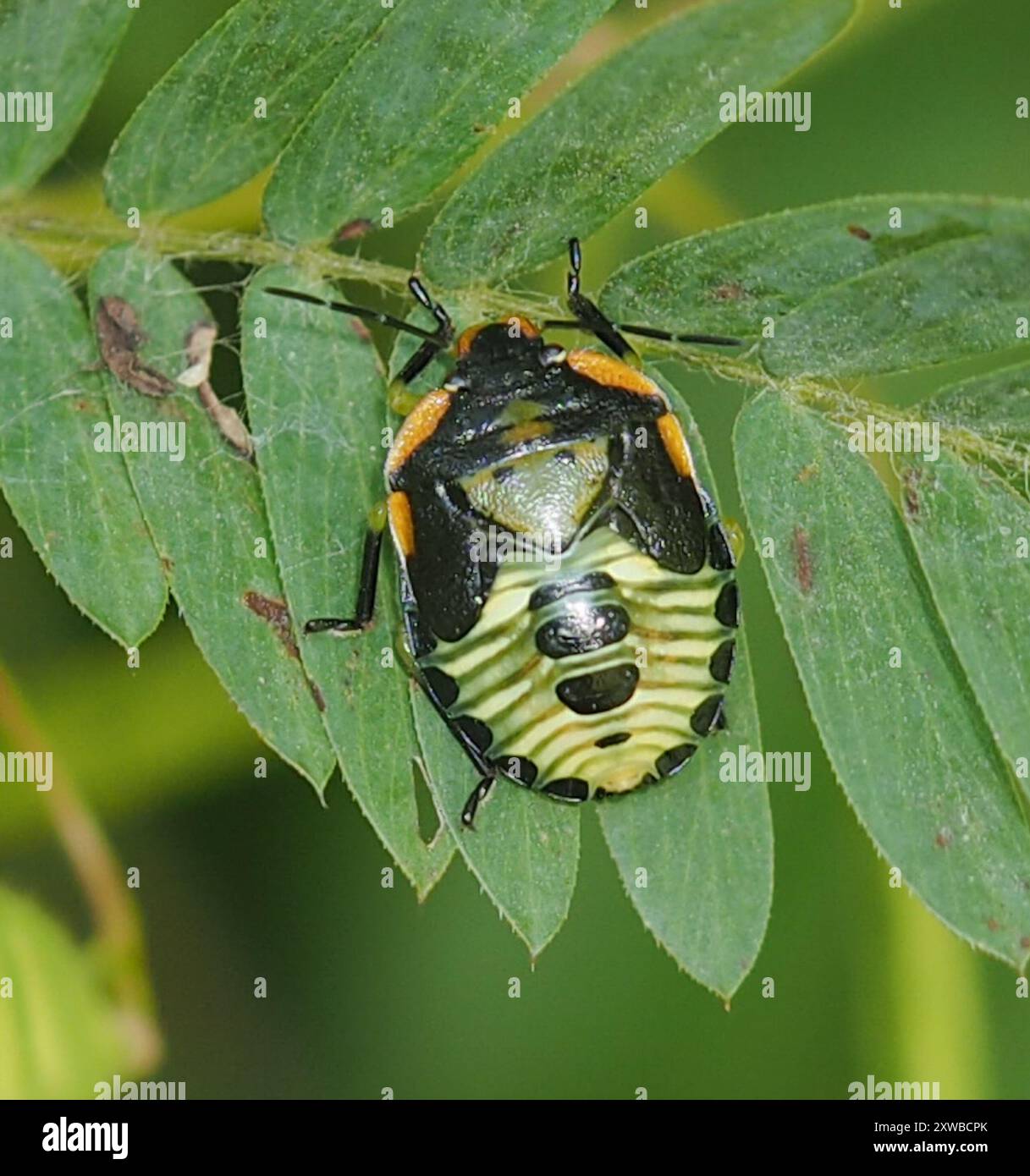 Green Stink Bug (Chinavia hilaris) Insecta Stock Photo - Alamy