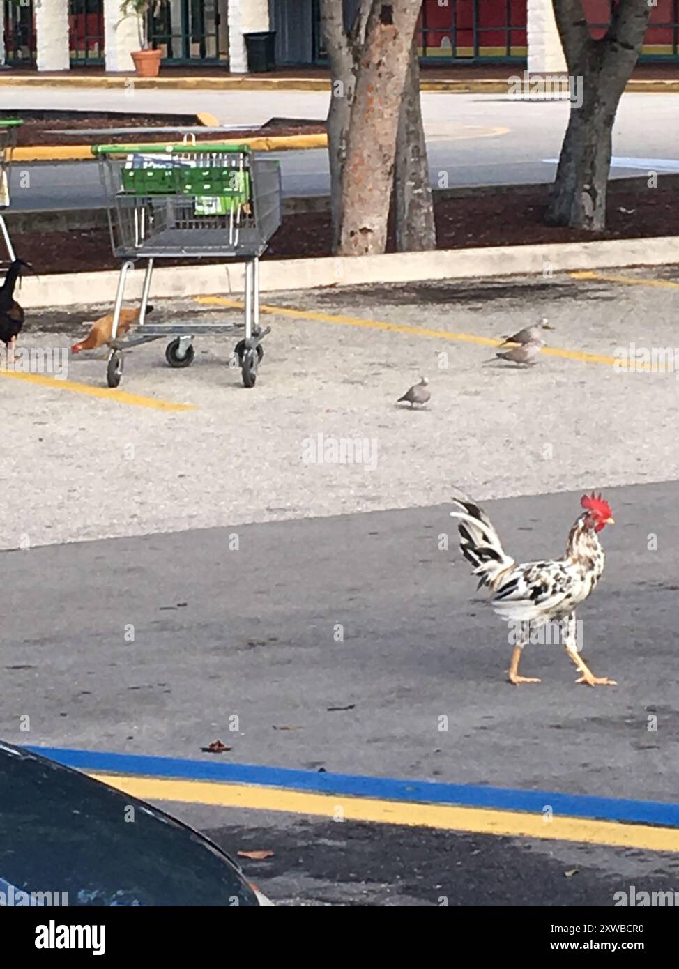 Domestic Chicken (Gallus gallus domesticus) Aves Stock Photo - Alamy