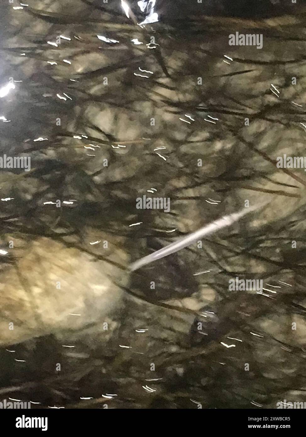 Needlefishes (Belonidae) Actinopterygii Stock Photo - Alamy