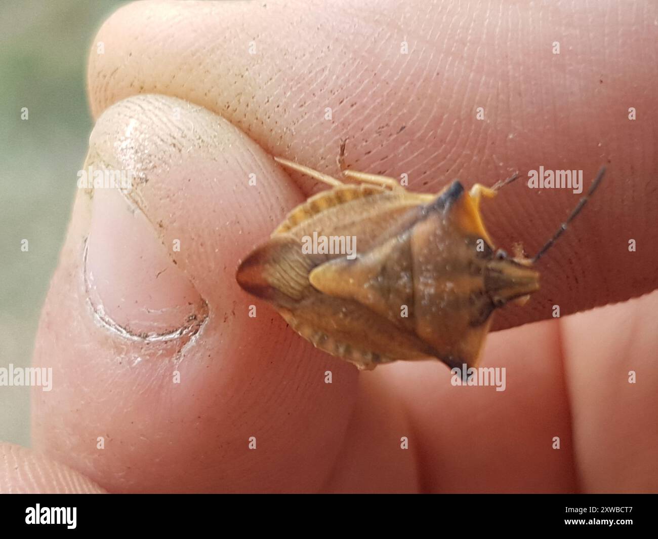 northern fruit bug (Carpocoris fuscispinus) Insecta Stock Photo - Alamy