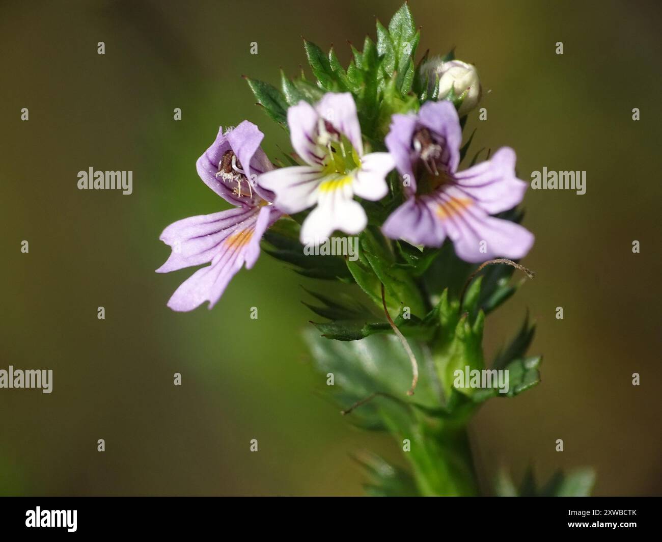 Eyebright (Euphrasia) Plantae Stock Photo - Alamy