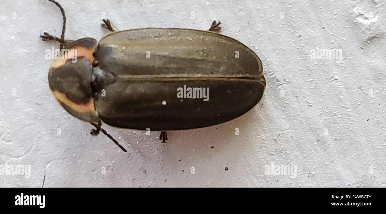 Diurnal Fireflies (Ellychnia) Insecta Stock Photo - Alamy