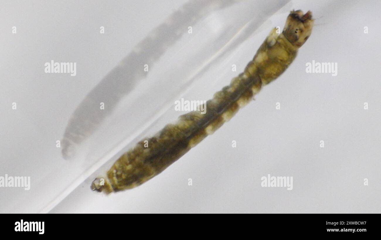 Black Flies (Simuliidae) Insecta Stock Photo - Alamy